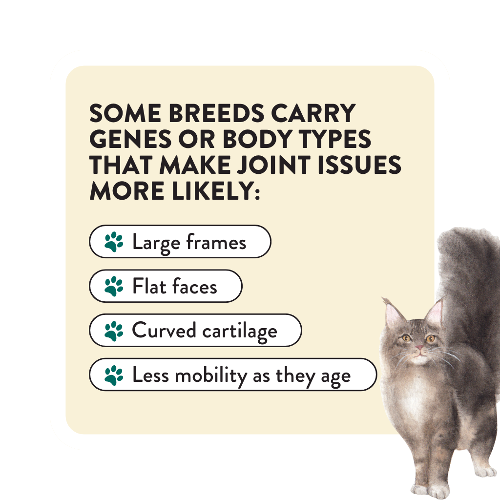 Healthy Joints for Dogs and Cats – Addiction Singapore